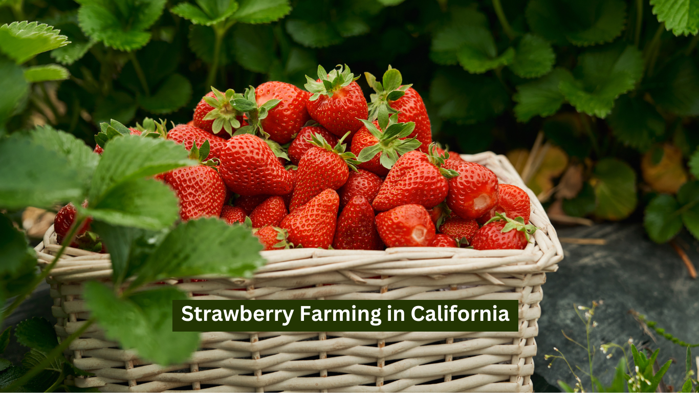 Strawberry Farming in California, USA | Guide for 2025